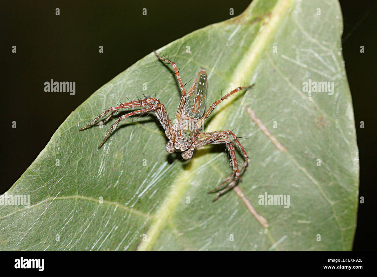 Green jumping spider hi-res stock photography and images - Alamy