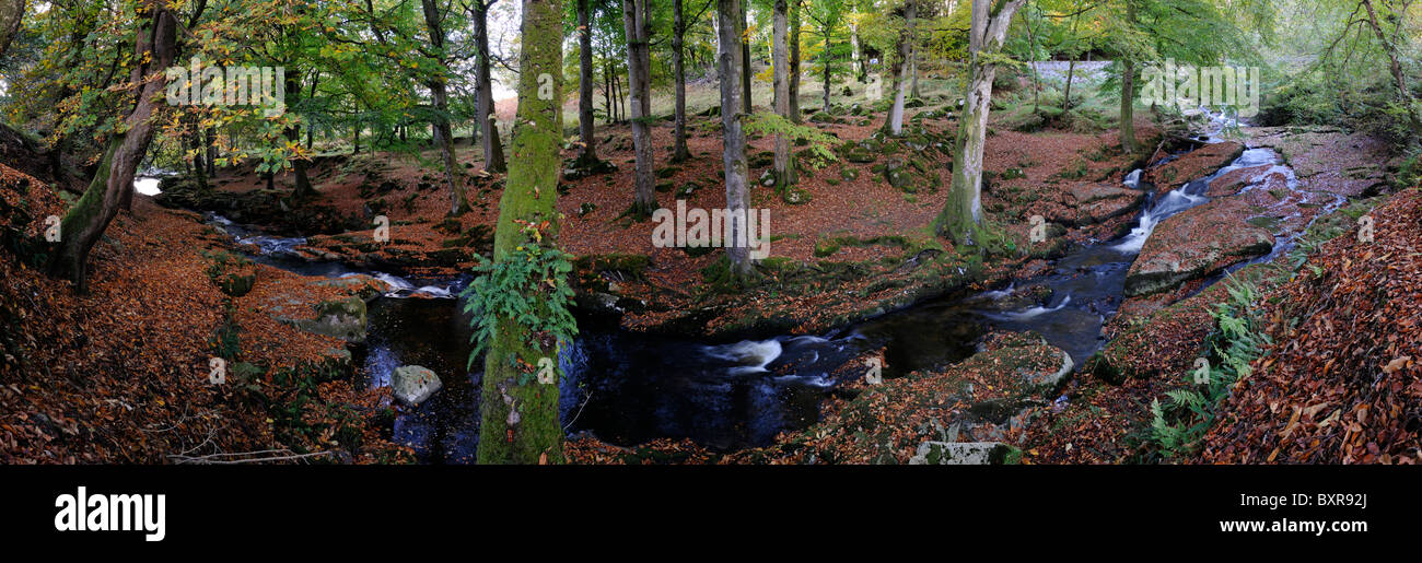 Cloghleagh County Wicklow Ireland wood woodland deciduous trees forest ...