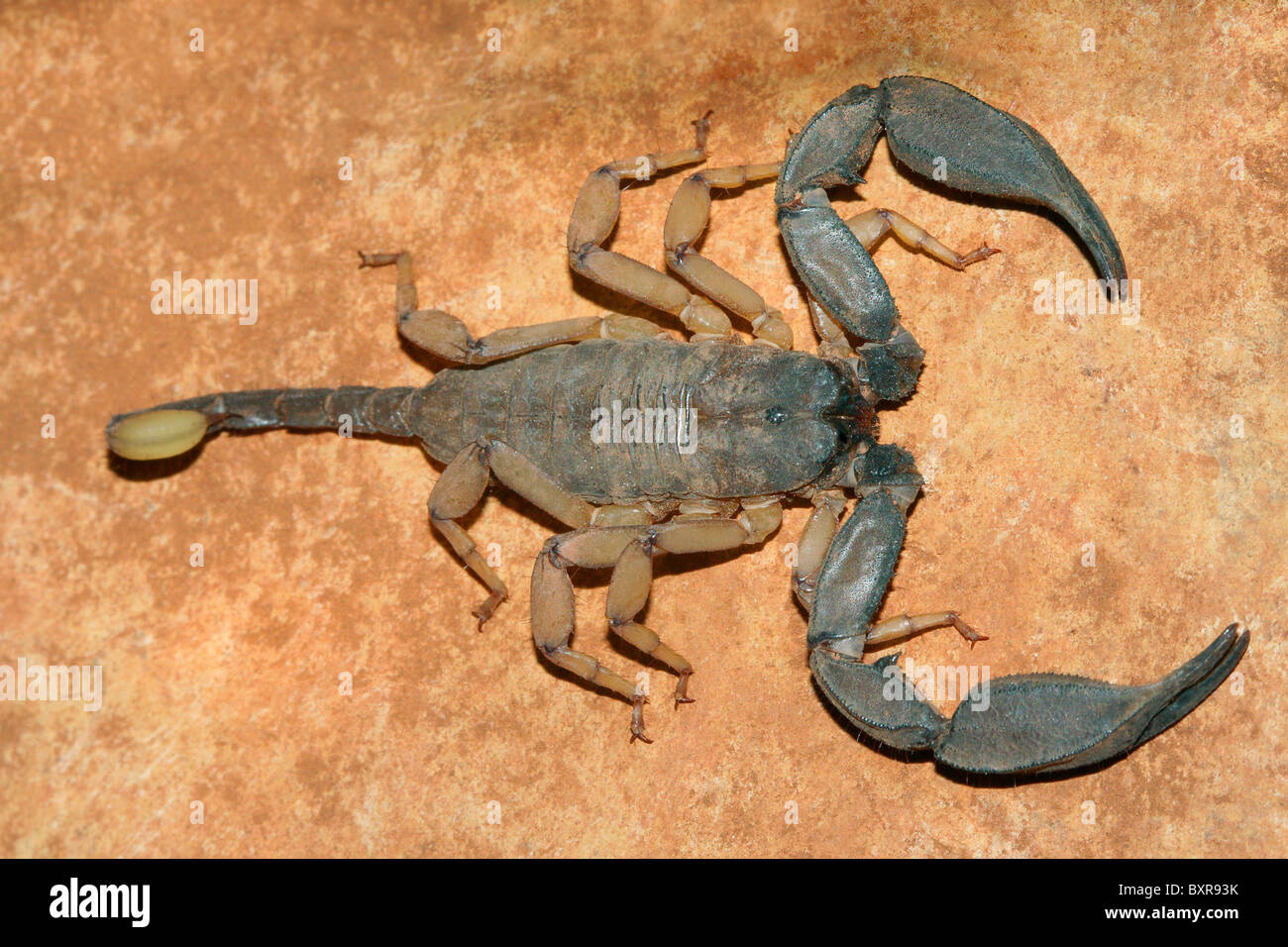 Bicchu hi-res stock photography and images - Alamy