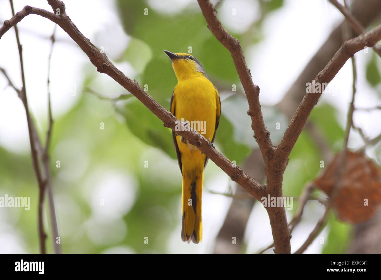 Common Iora (Aegithina tiphia) female, At Bhuleshwar, Near Pune, Mah ...