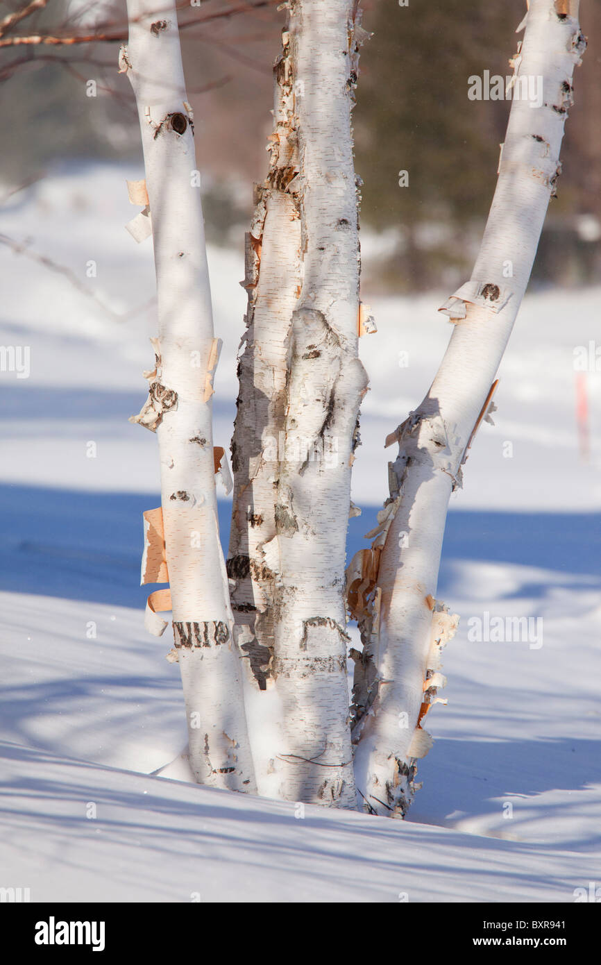 Paper Birch, also known as American White Birch and Canoe Birch, Betula ...