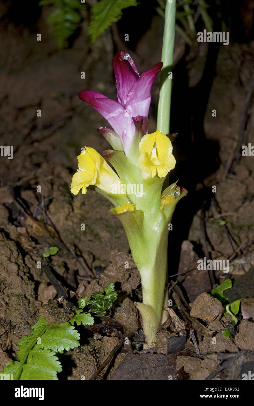 Halad hi-res stock photography and images - Alamy