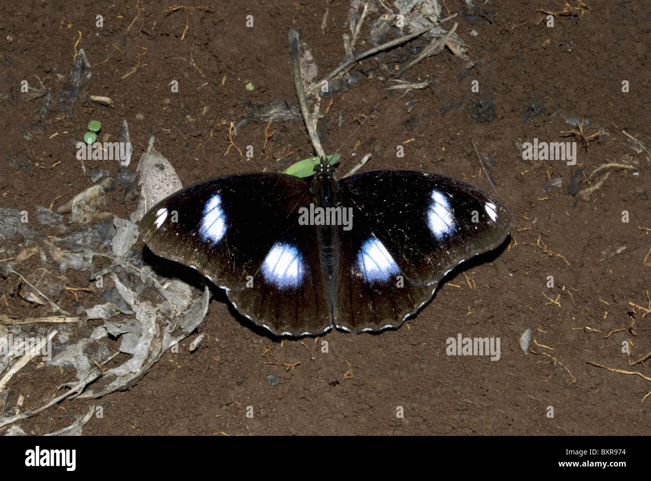 DANAID EGGFLY Hypolimnas misippus MALE Males are blackish with ...