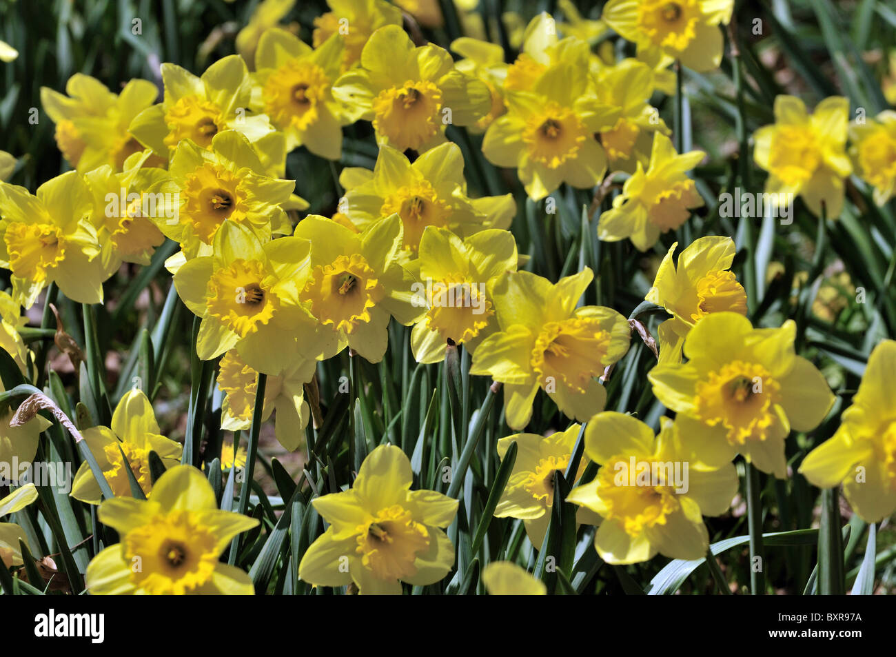 Daffodil flowers at full bloom early spring season Stock Photo - Alamy