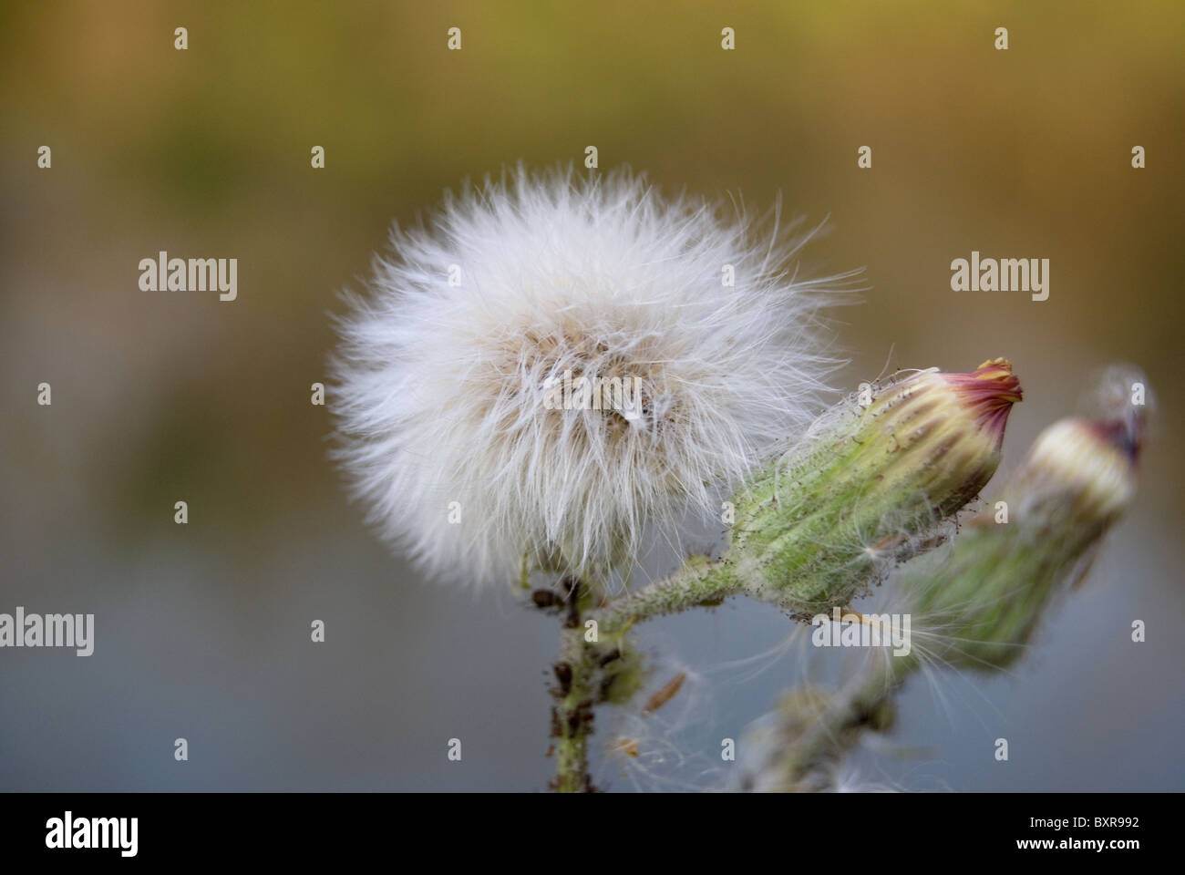 lilac tasselflower, Scientific Name: Emilia sonchifolia Stock Photo - Alamy