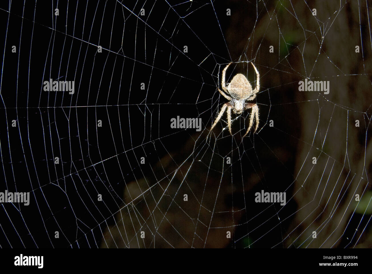 Neoscona spp hi-res stock photography and images - Alamy