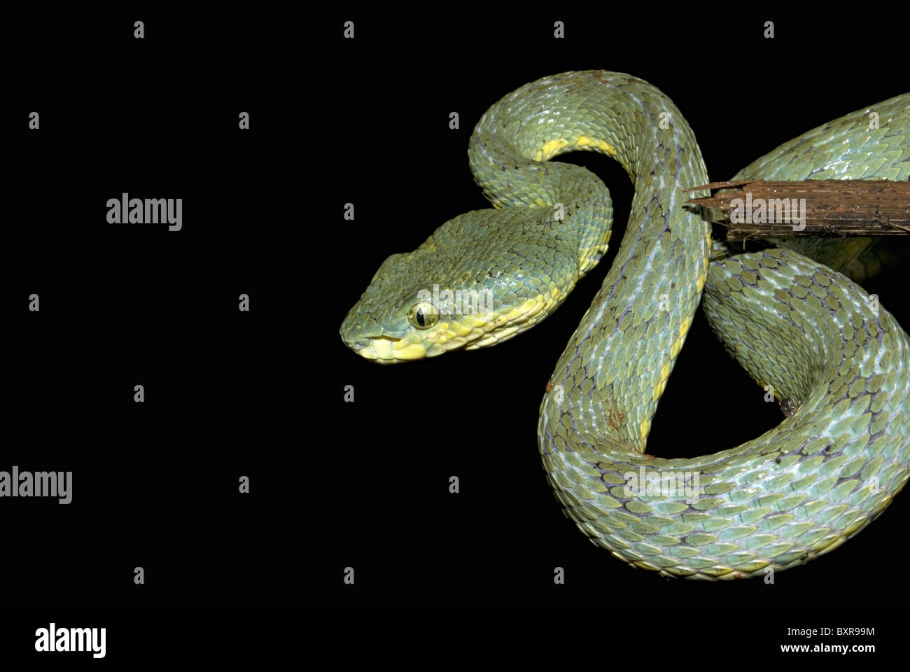 BAMBOO PIT VIPER. Trimeresurus gramineus, venomous, common Stock Photo ...