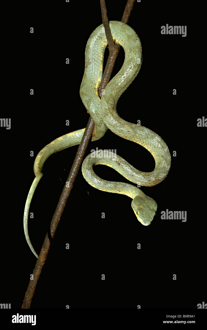 BAMBOO PIT VIPER. Trimeresurus gramineus. Venomous Common Stock Photo ...