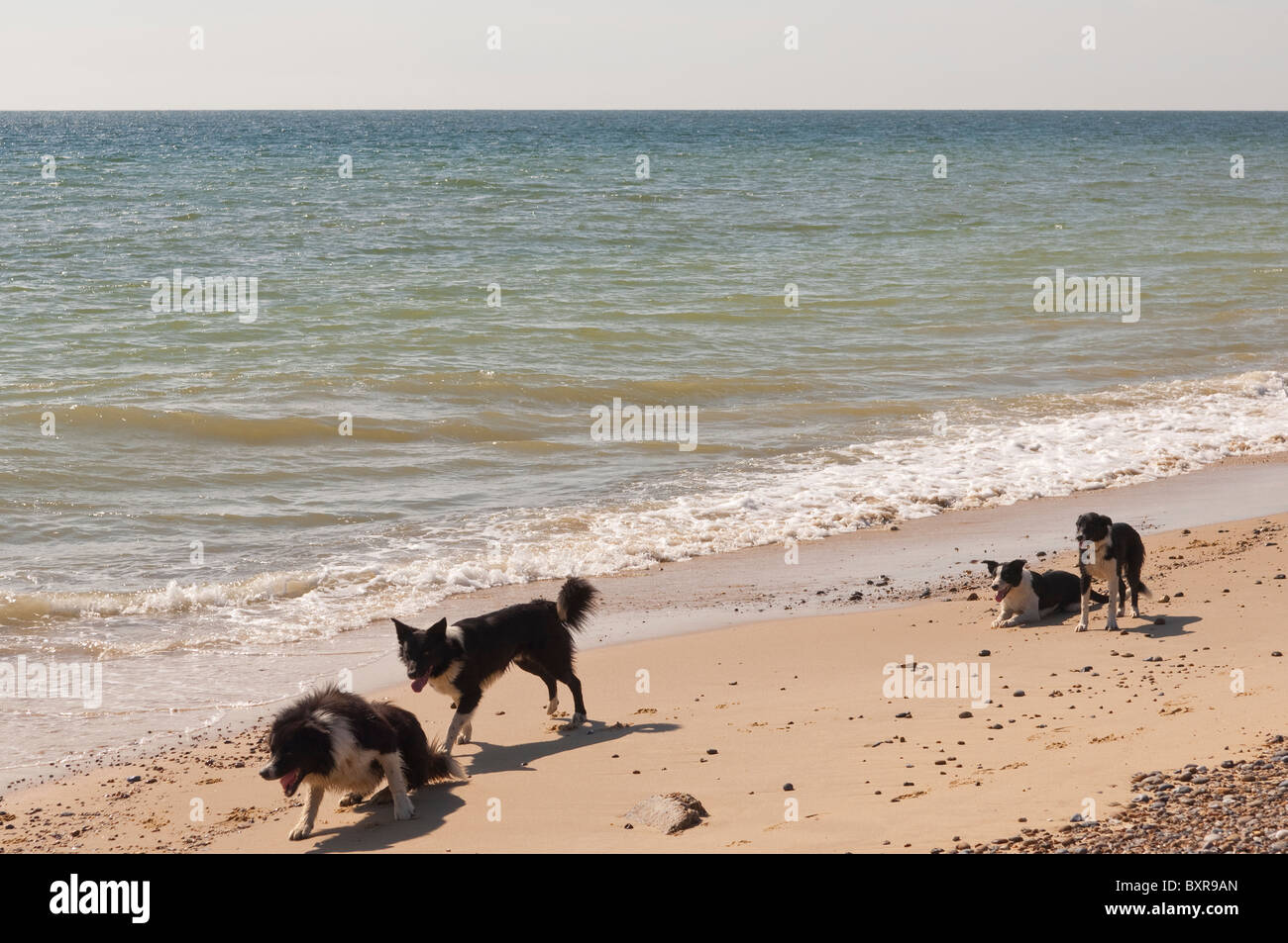Dogs on beaches hi-res stock photography and images - Alamy