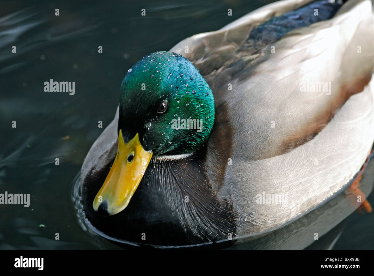 Mallard drake closeup hi-res stock photography and images - Alamy