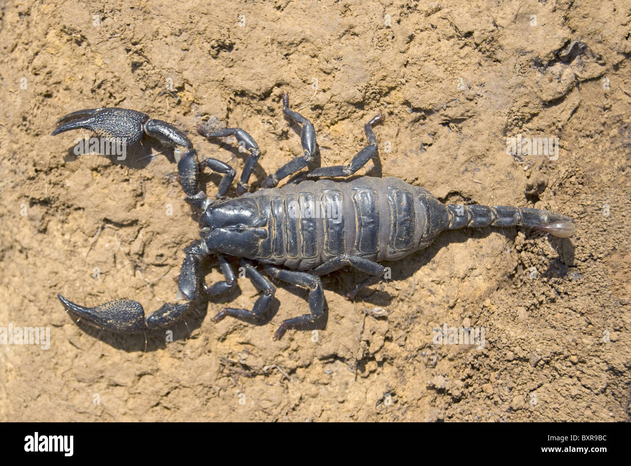 Neoscorpiopes hi-res stock photography and images - Alamy