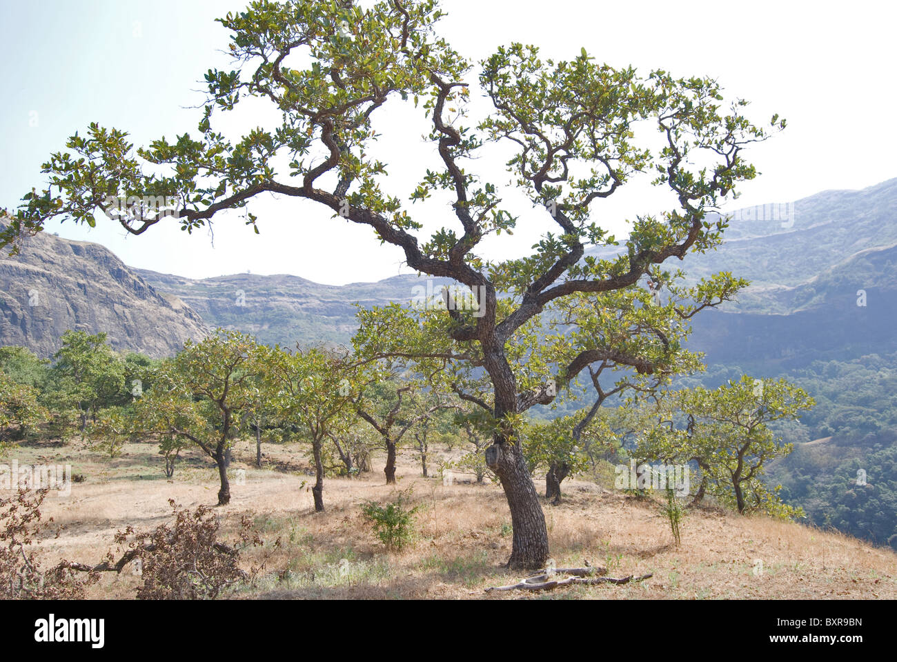Landscape of Tamhini Tamhini area, Pune Stock Photo - Alamy