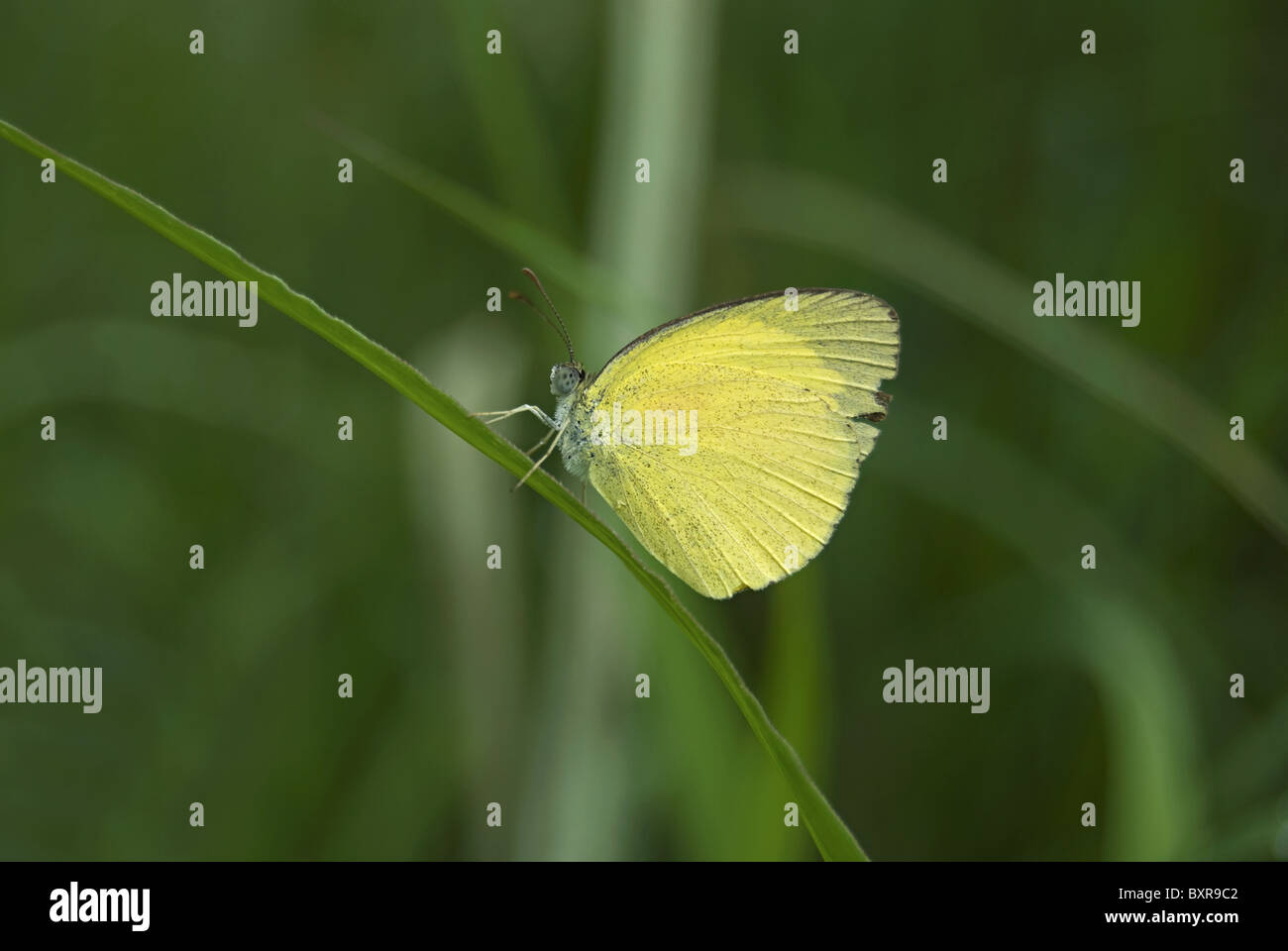 Common grass yellow or large grass yellow (Eurema hecabe linnaes ...