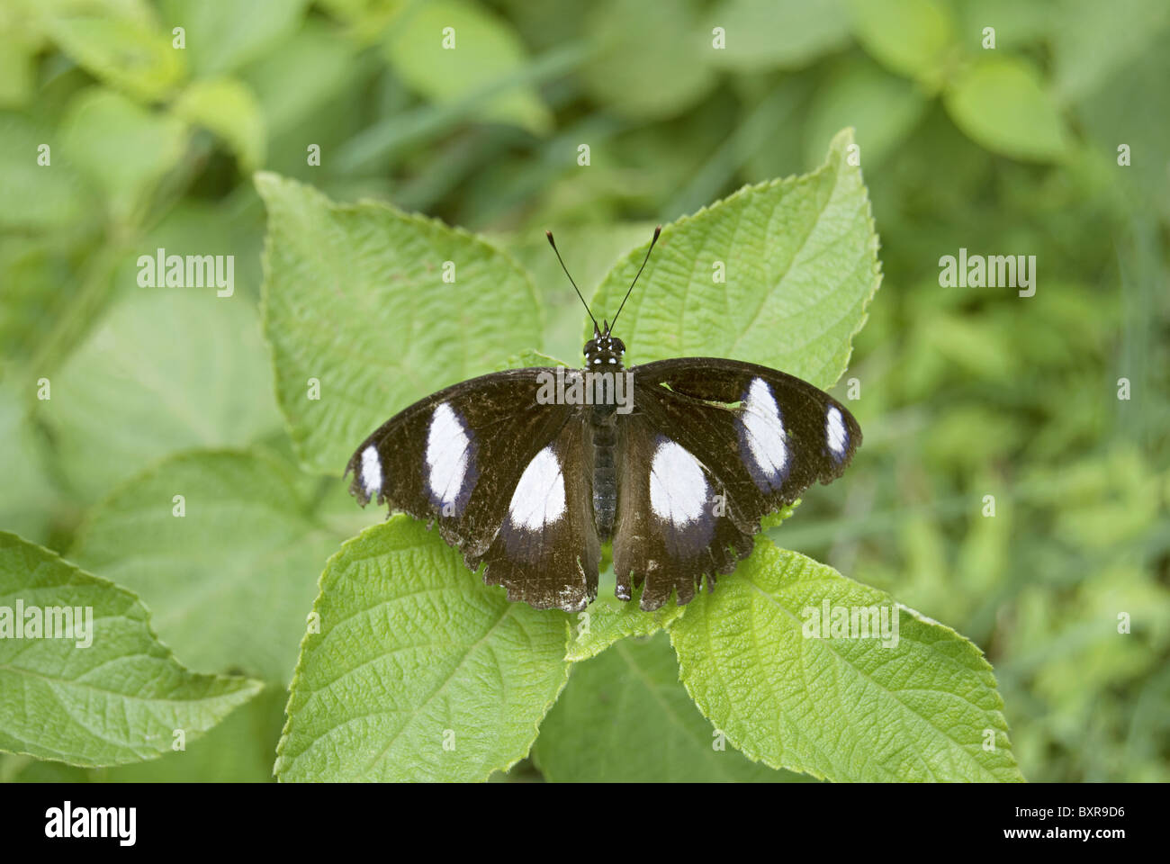 DANAID EGGFLY Hypolimnas misippus. Nymphalidae : Brush Footed ...
