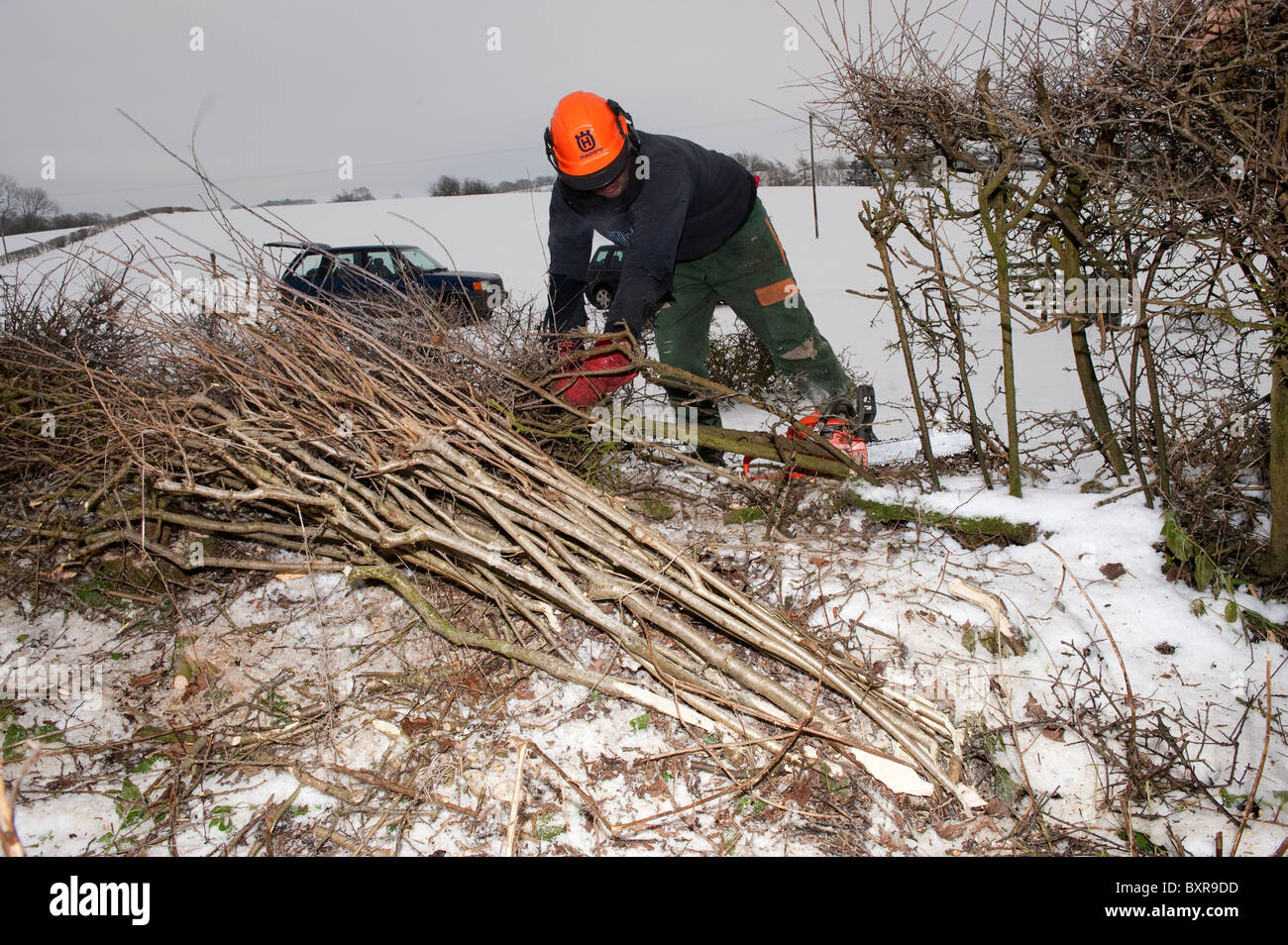 Farmer repairing old hedge by cutting out old growth and relaying the ...