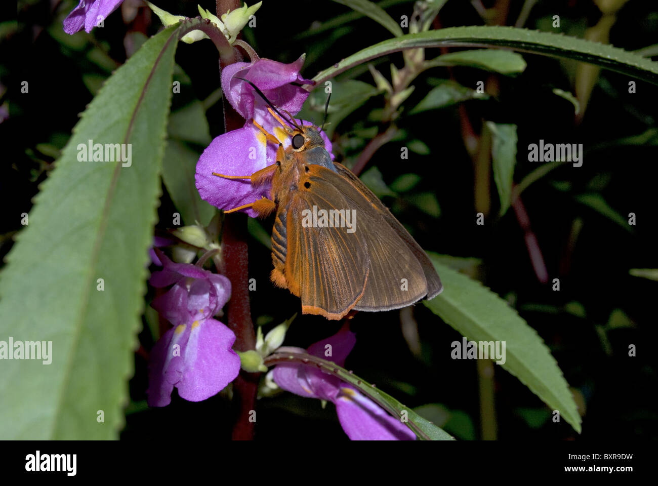 Owlet butterfly hi-res stock photography and images - Alamy