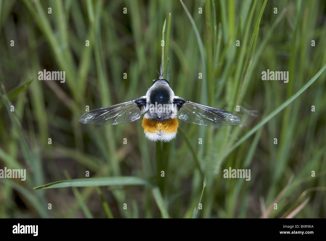Carpenter bee Pune Stock Photo - Alamy
