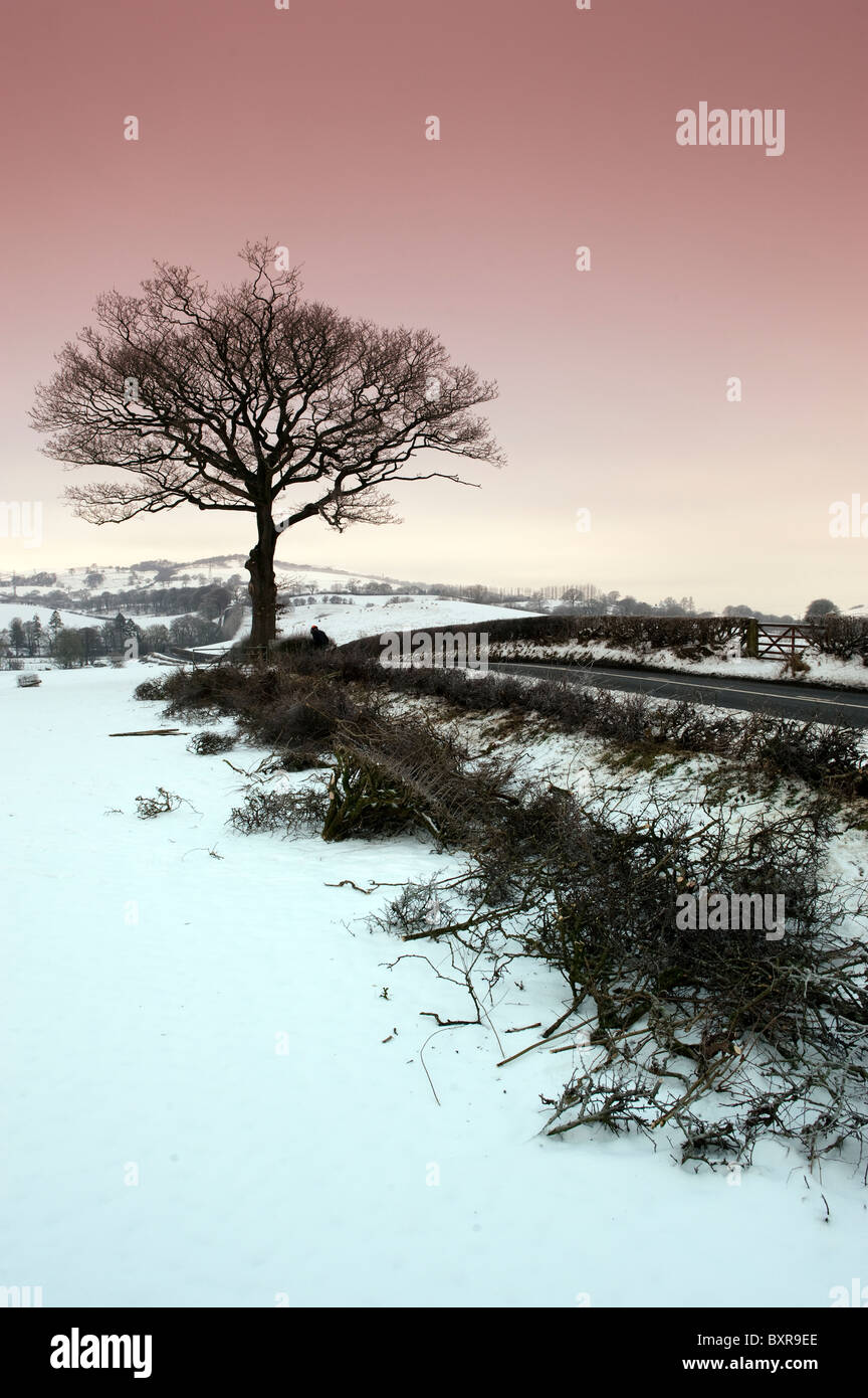 Hedge fence hi-res stock photography and images - Alamy