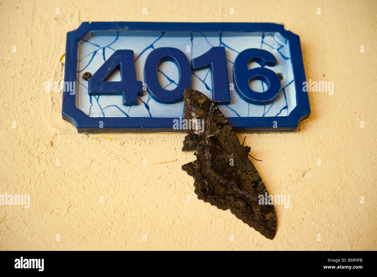 Cuban Moth spotted outside my room in a luxury Hotel Stock Photo - Alamy