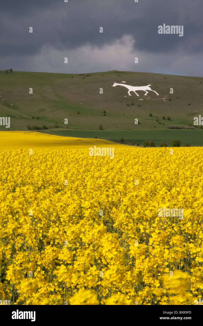 The white horse at Alton Barnes in Wiltshire, England Stock Photo - Alamy