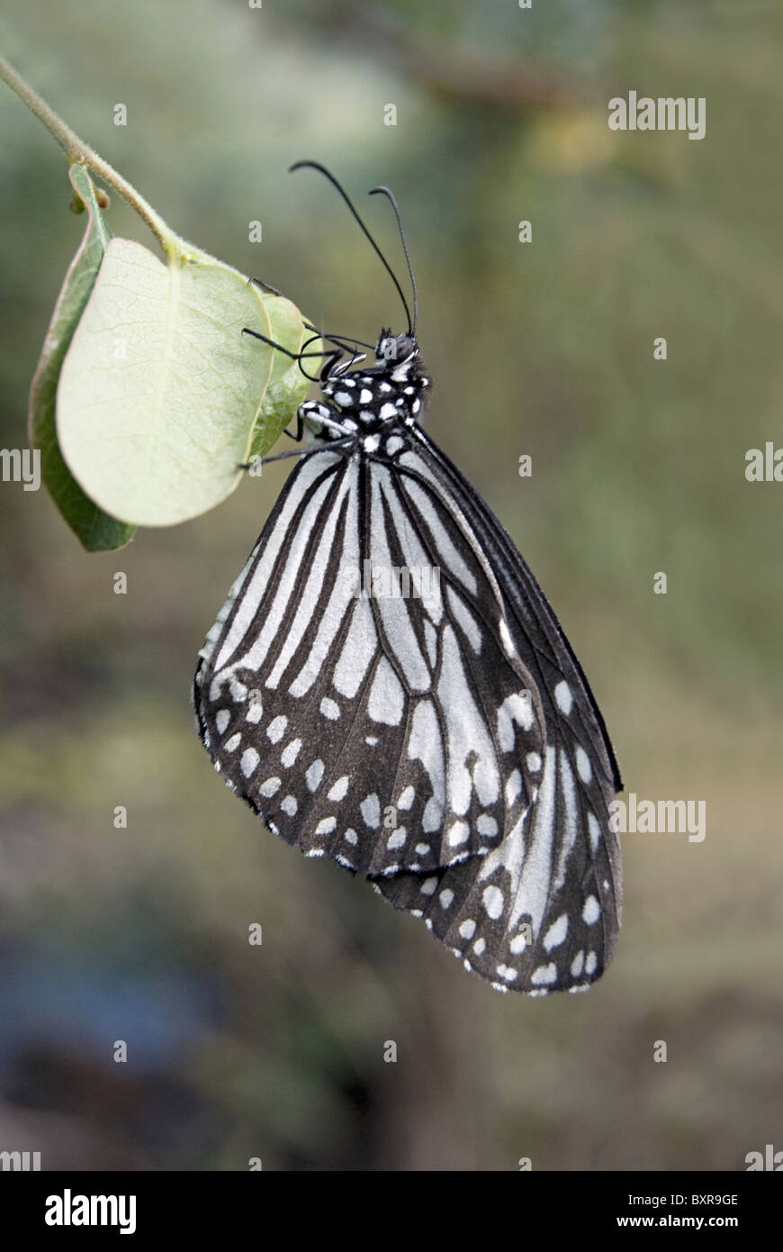 Glassy tiger {Parantica aglea} sinhagad valley , Pune Stock Photo - Alamy