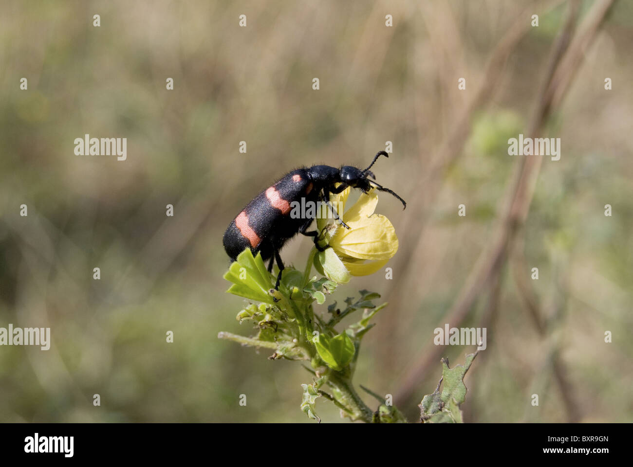 Bombarding beetle Pune Stock Photo - Alamy
