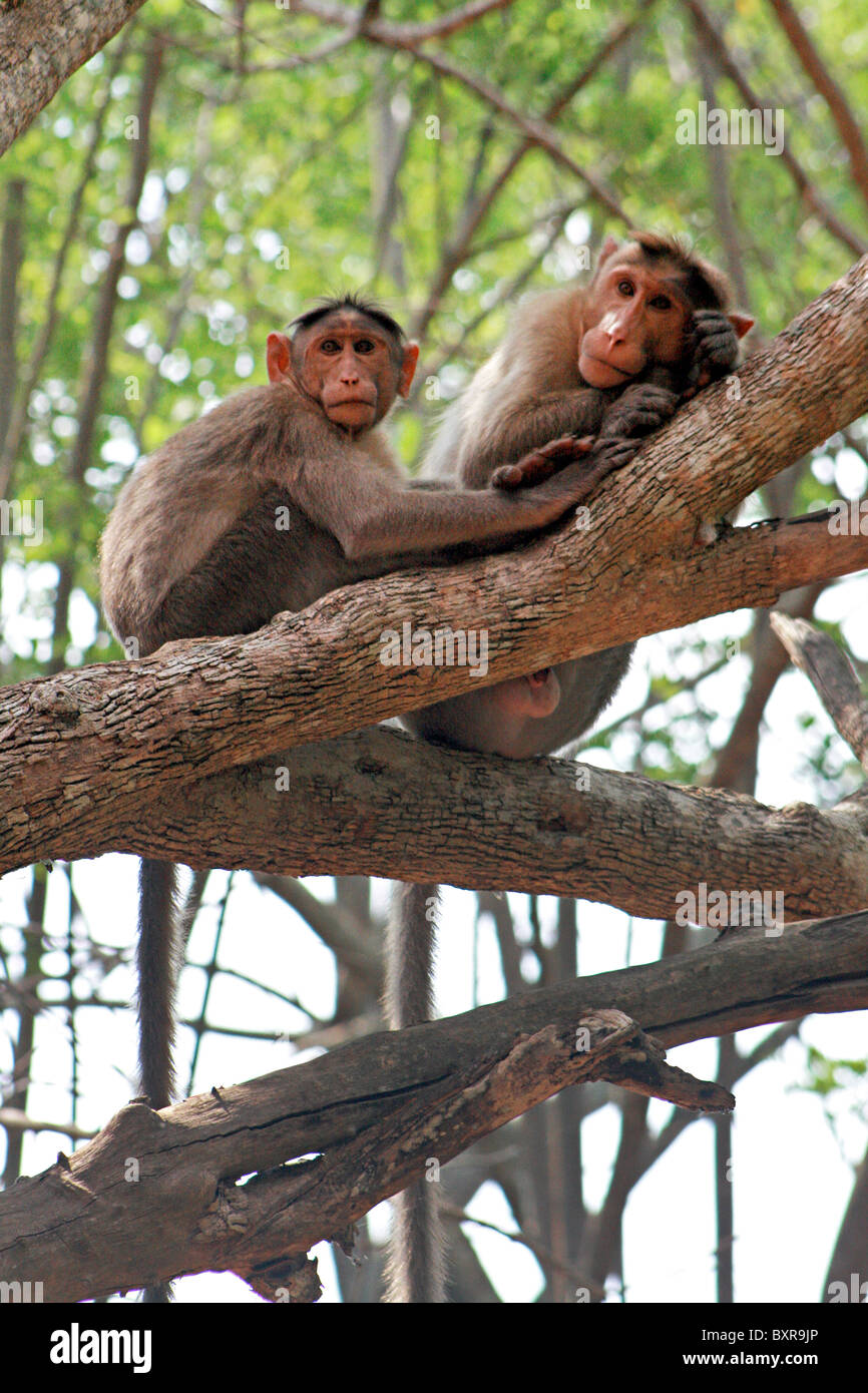 Grey macaques hi-res stock photography and images - Alamy