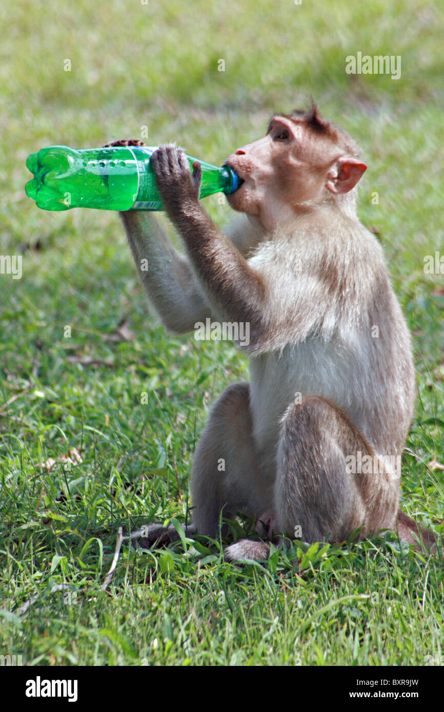 Funny Monkeys Drinking