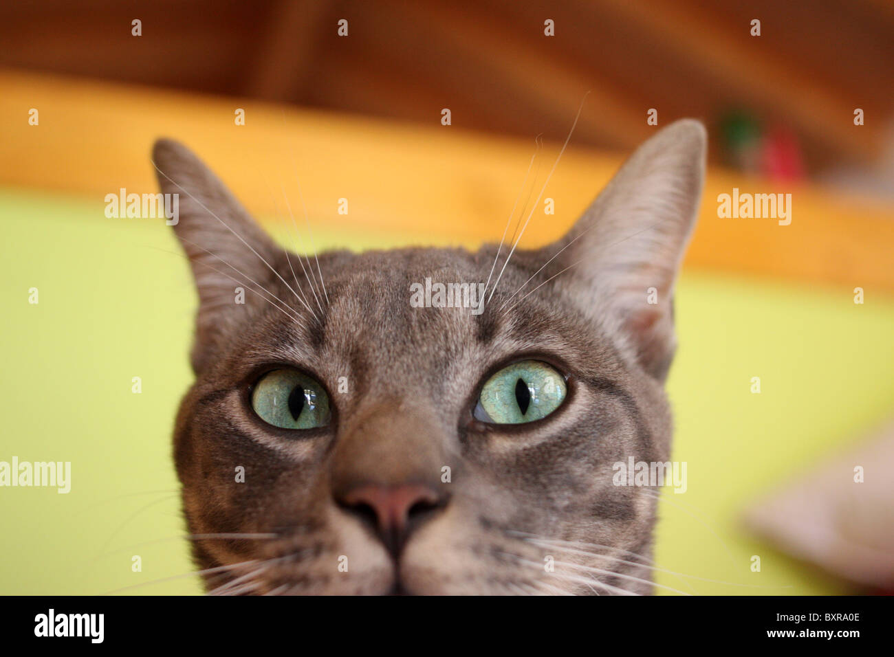 Mutt cats hi-res stock photography and images - Alamy