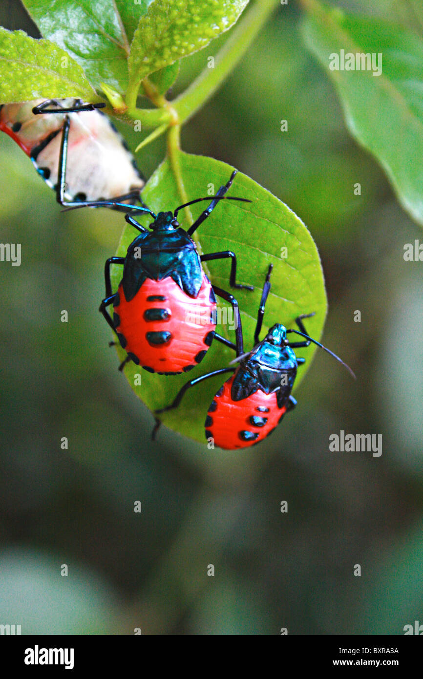 Man eating insect hi-res stock photography and images - Alamy