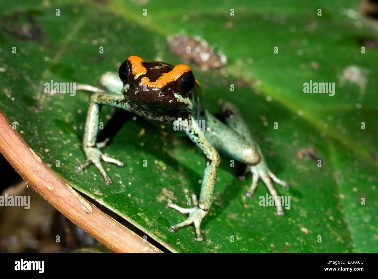 Poison-dart-frog "Phyllobates vittatus" from Costa Rica Stock Photo - Alamy