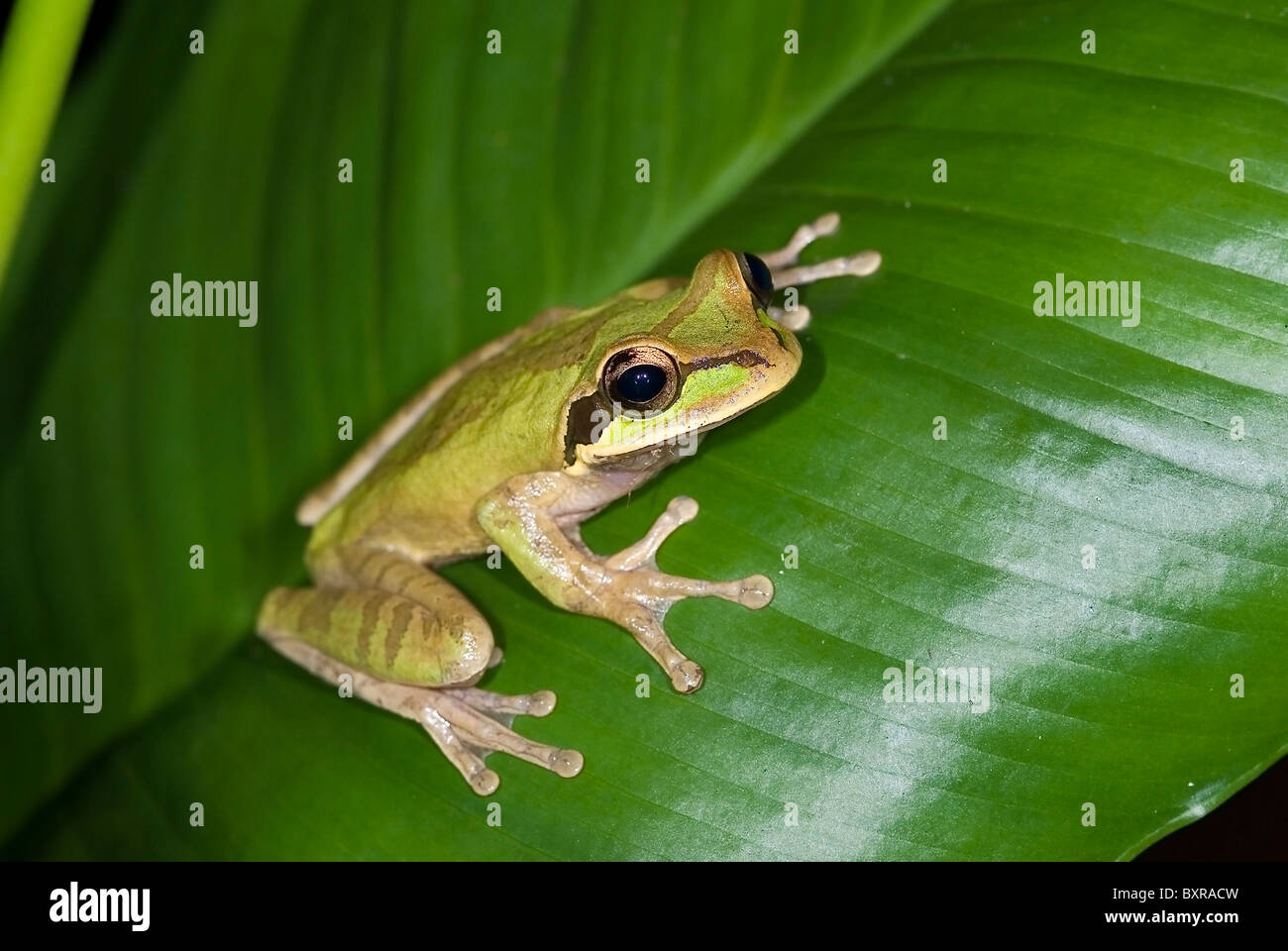 Masked tree frog, "Smilisca phaeota" frog costa rica Stock Photo - Alamy