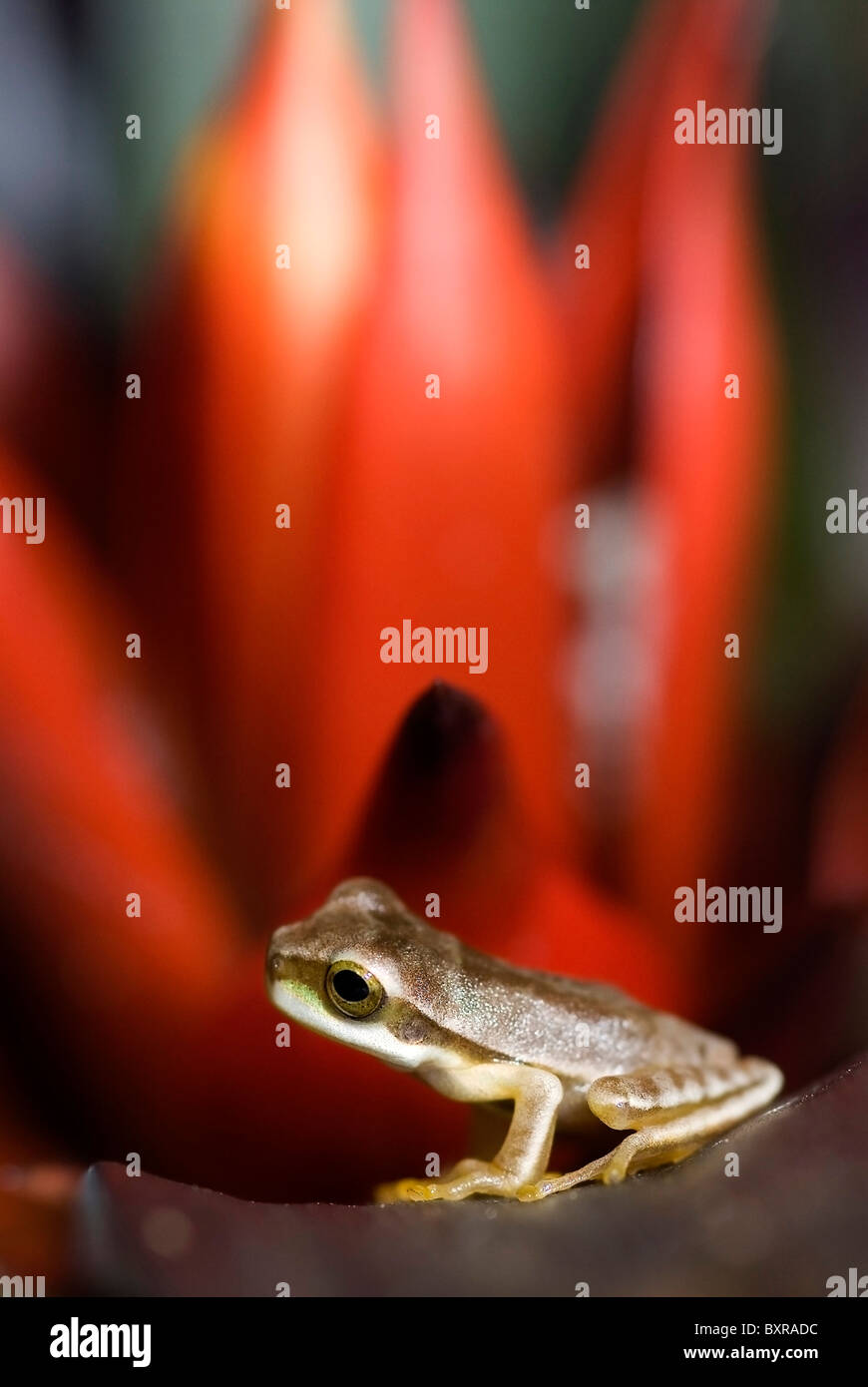 Masked tree frog, "Smilisca phaeota" frog costa rica Stock Photo - Alamy