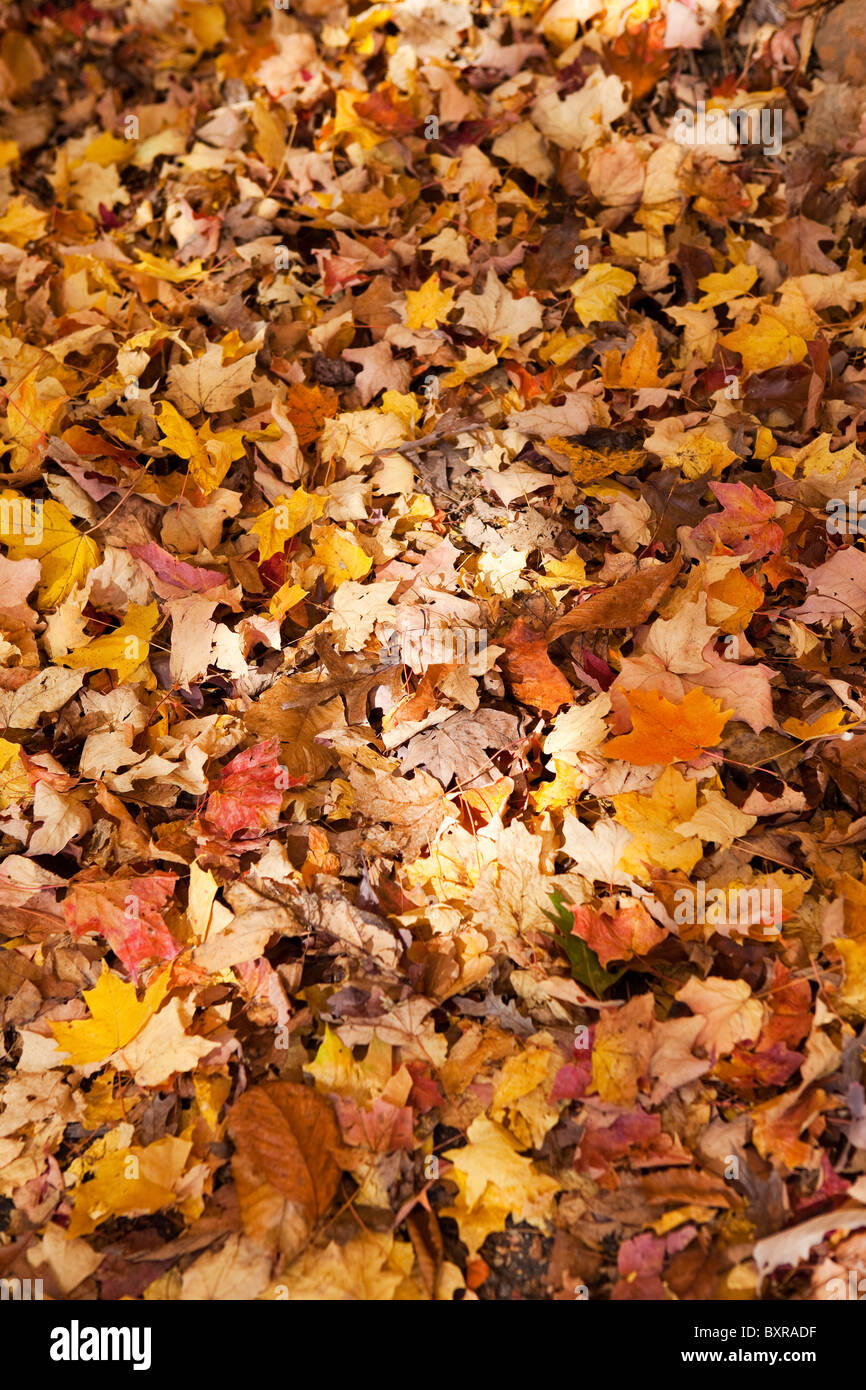 Trees Have Fallen Leaves High Resolution Stock Photography and Images ...