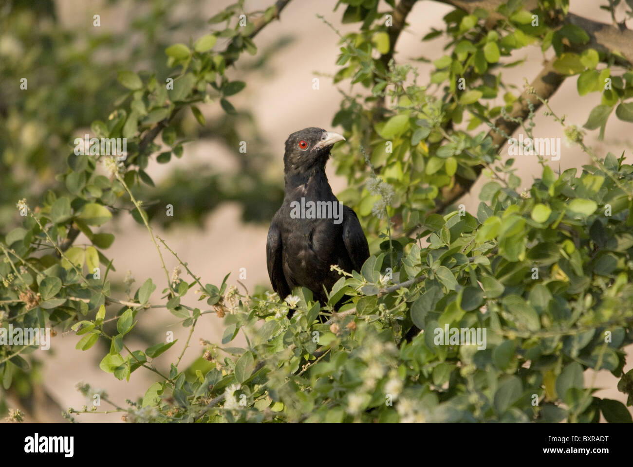 Kuyil Bird English Name