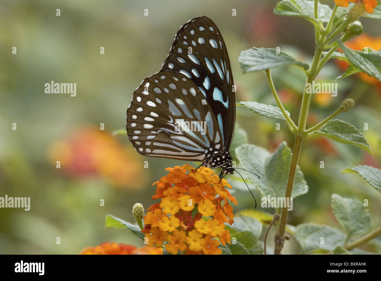 Blue Glassy Tiger, Scientific name of the species: Ideopsis similis ...