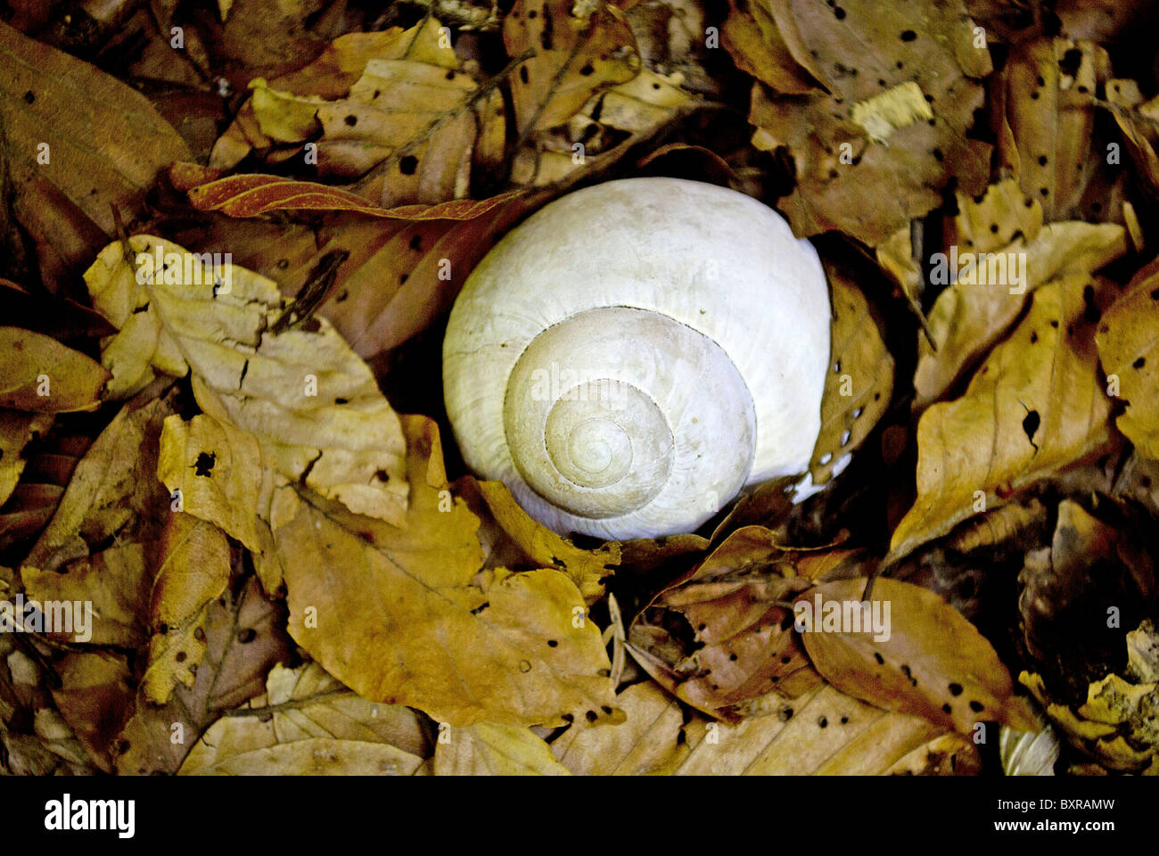 shell in the woods covered with leaves Stock Photo - Alamy