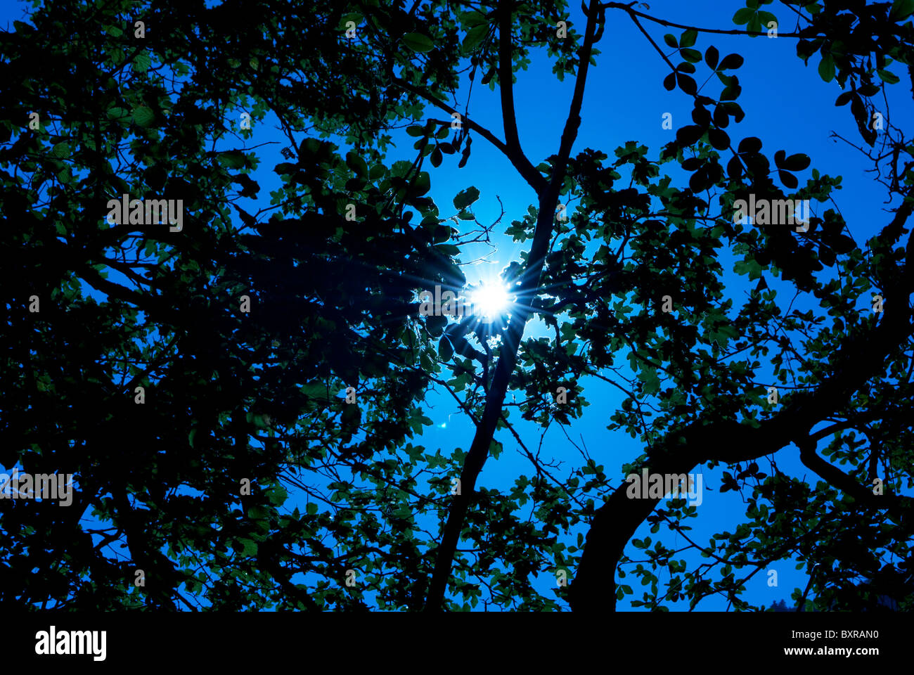 trees against blue sky with light Stock Photo - Alamy