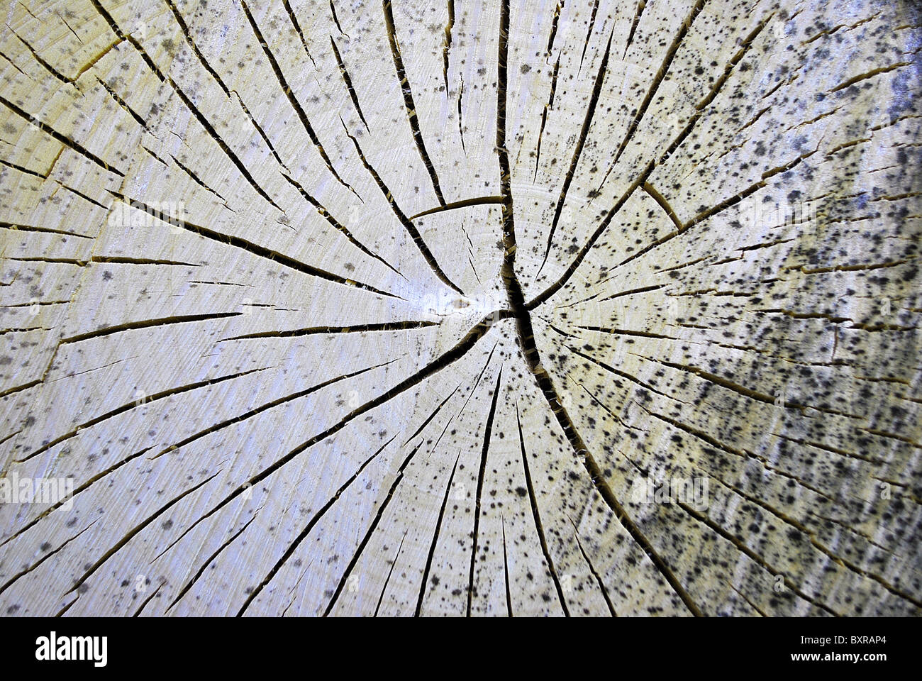 tree cut with circular rings and furrows in the trunk Stock Photo - Alamy