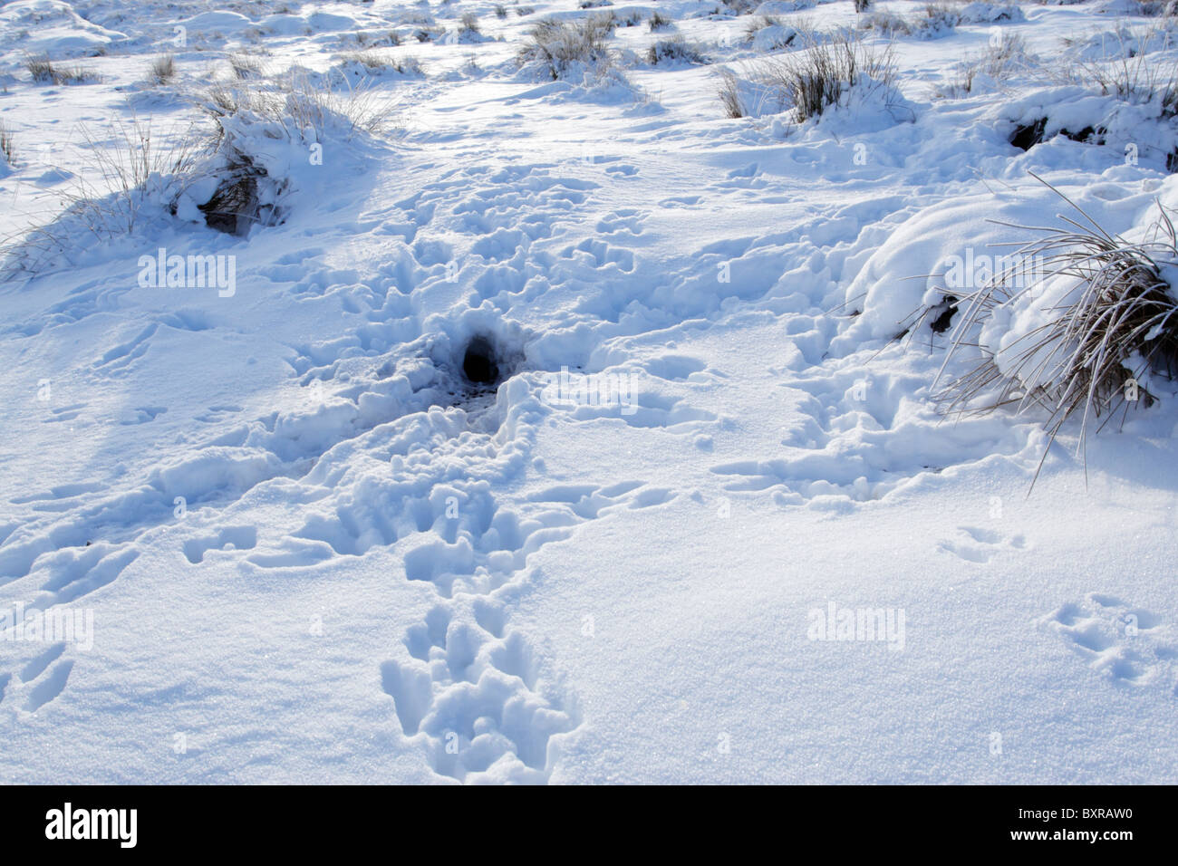 Rabbit tracks in snow hi-res stock photography and images - Alamy