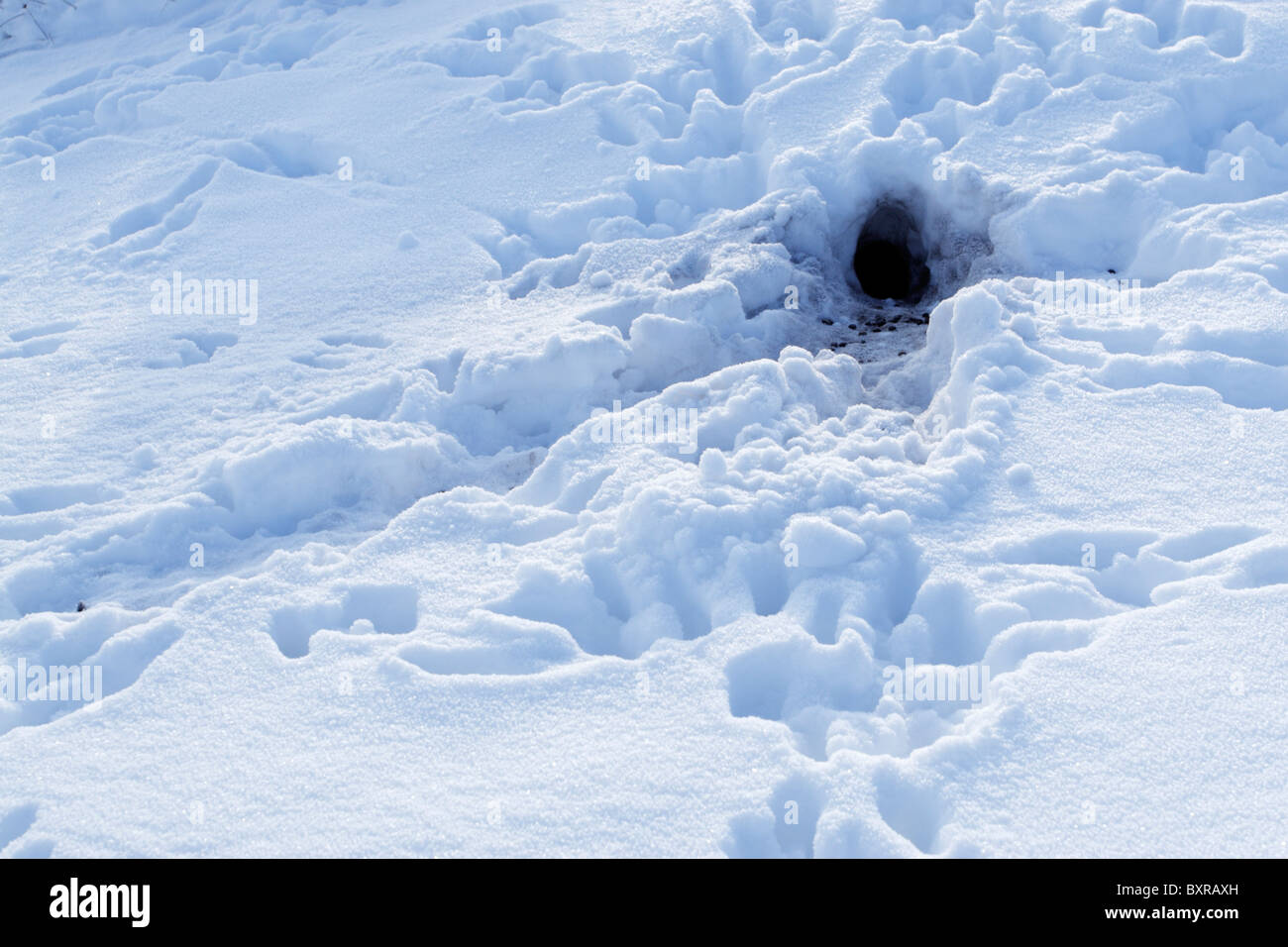 Rabbit tracks in snow hi-res stock photography and images - Alamy