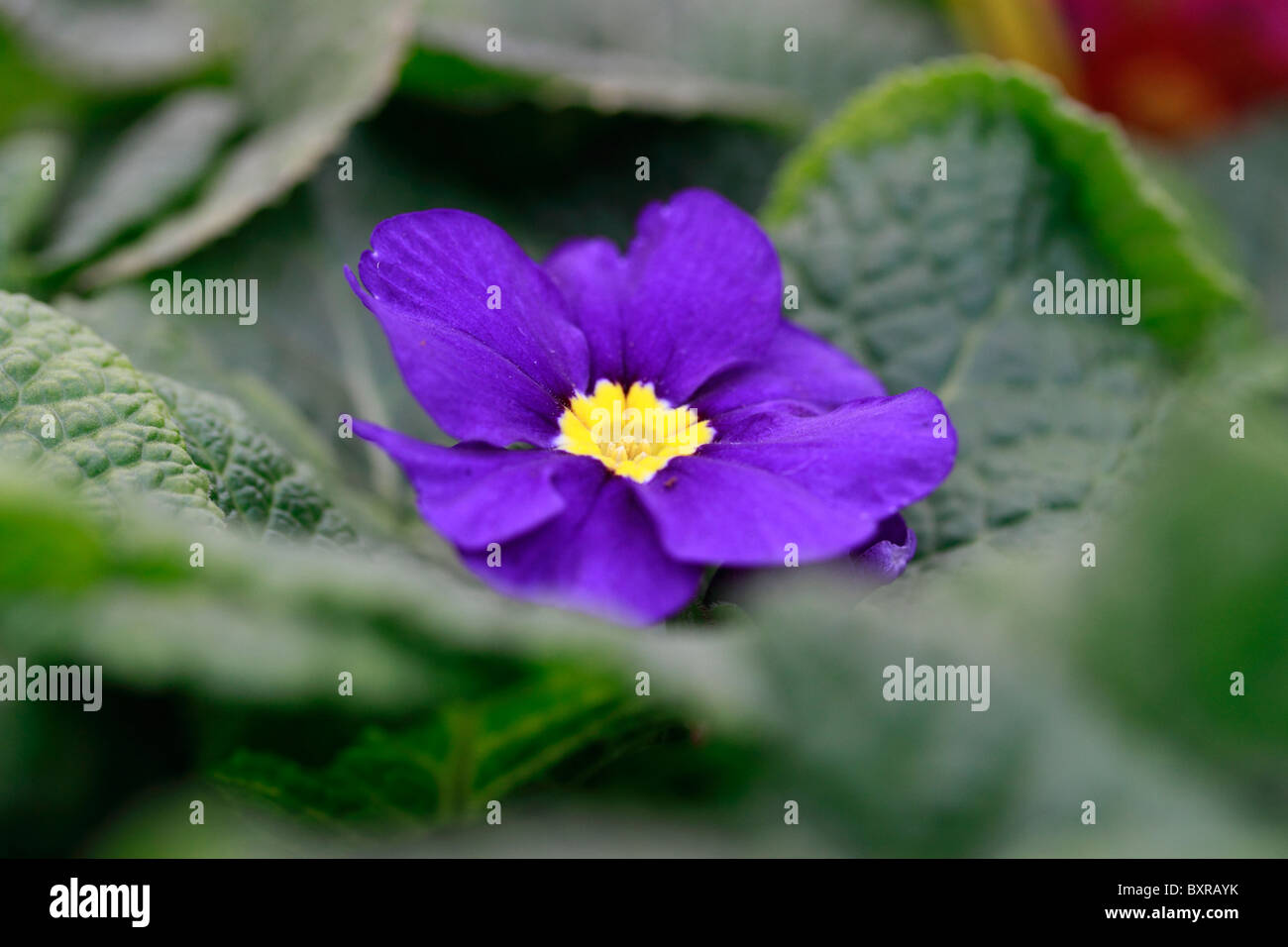 Primula vulgaris, commonly known as the Primrose (also called the ...