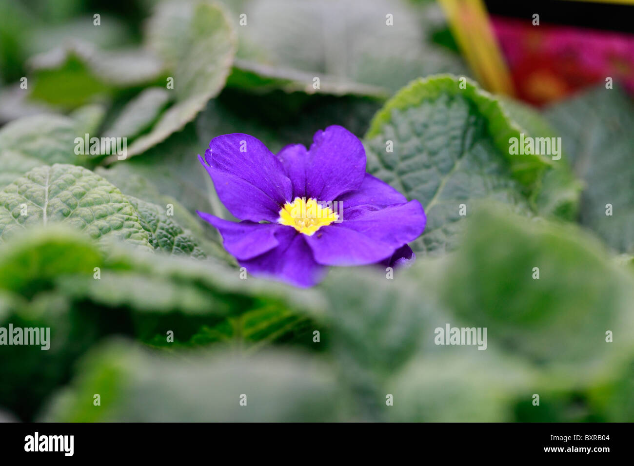 Primula vulgaris, commonly known as the Primrose (also called the ...