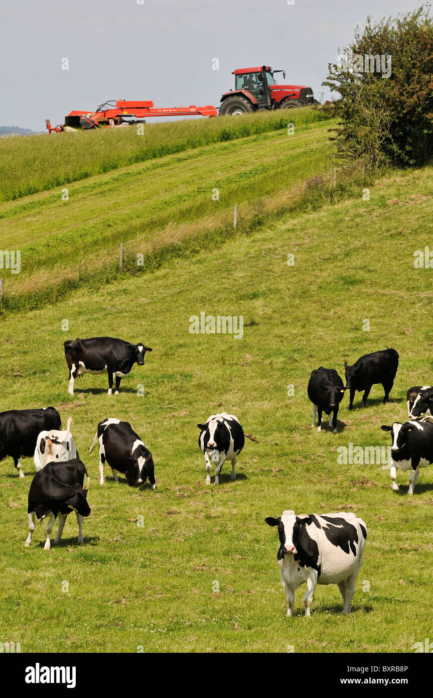 Tractor cows hi-res stock photography and images - Alamy