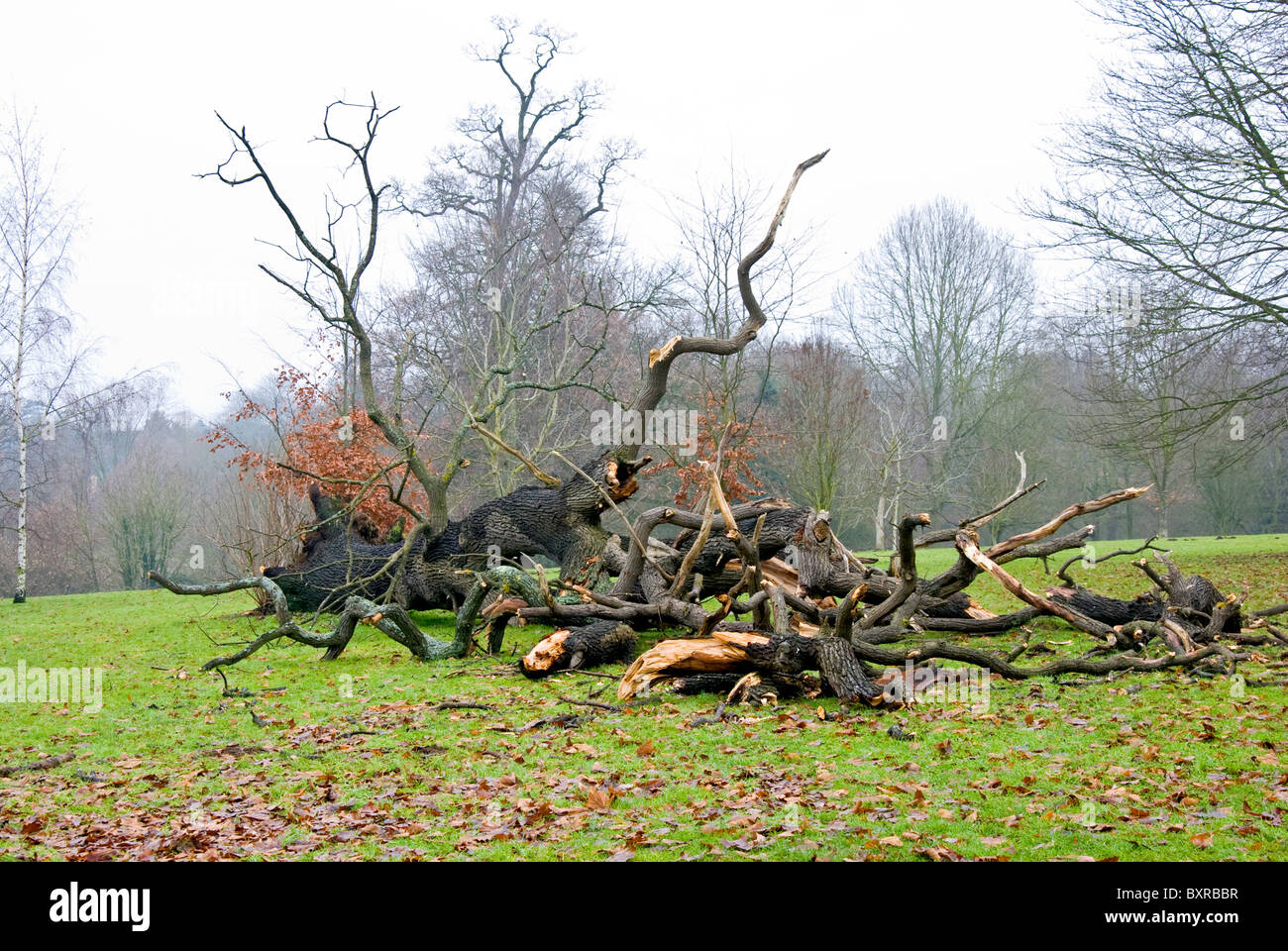 Fallen tree and branches Stock Photo - Alamy