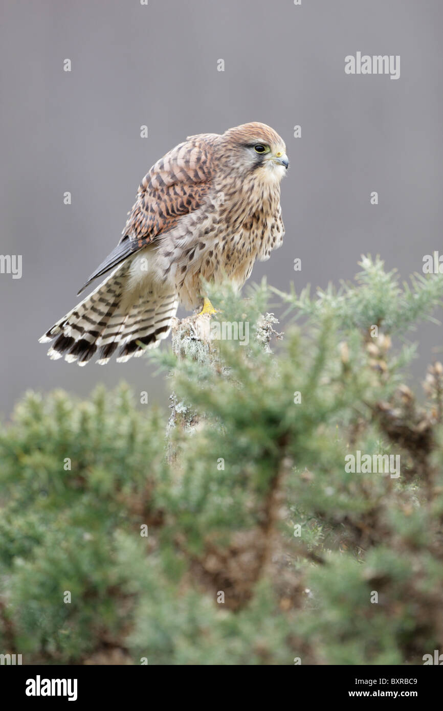 Female common kestrel kestrel hi-res stock photography and images - Alamy