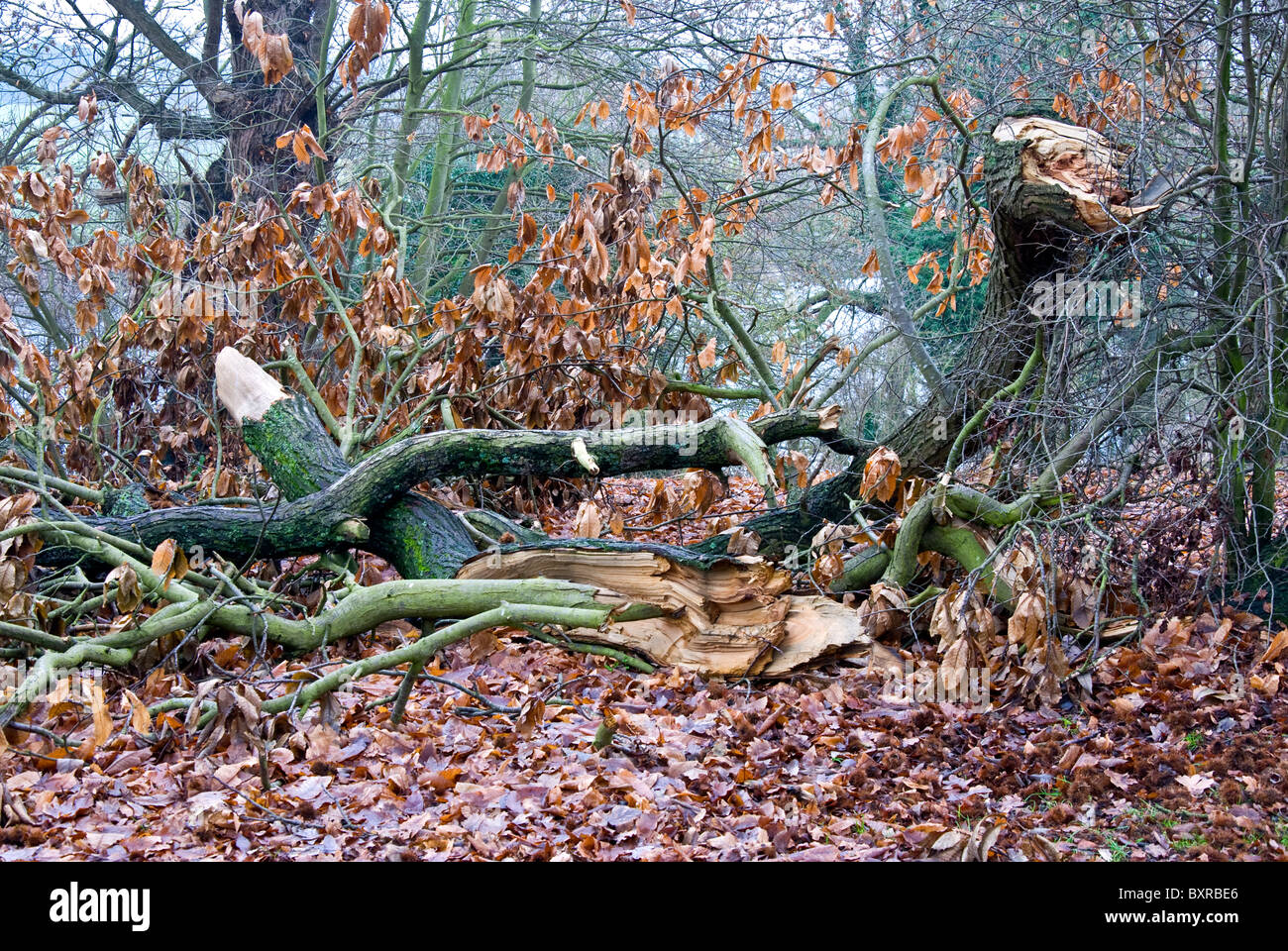 Broken Branch High Resolution Stock Photography and Images - Alamy