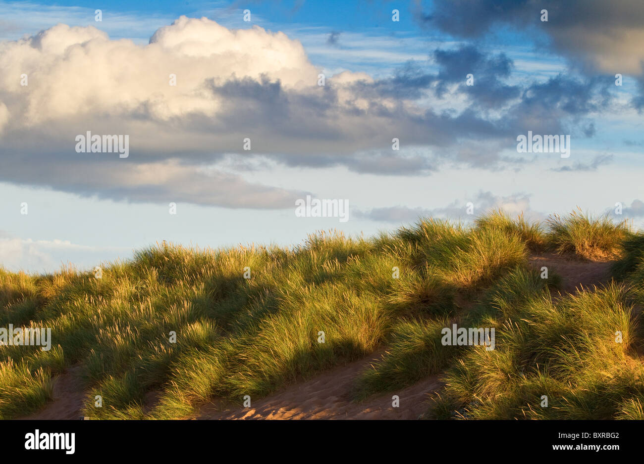 Sand Dunes, Exmouth, Devon, UK Stock Photo - Alamy