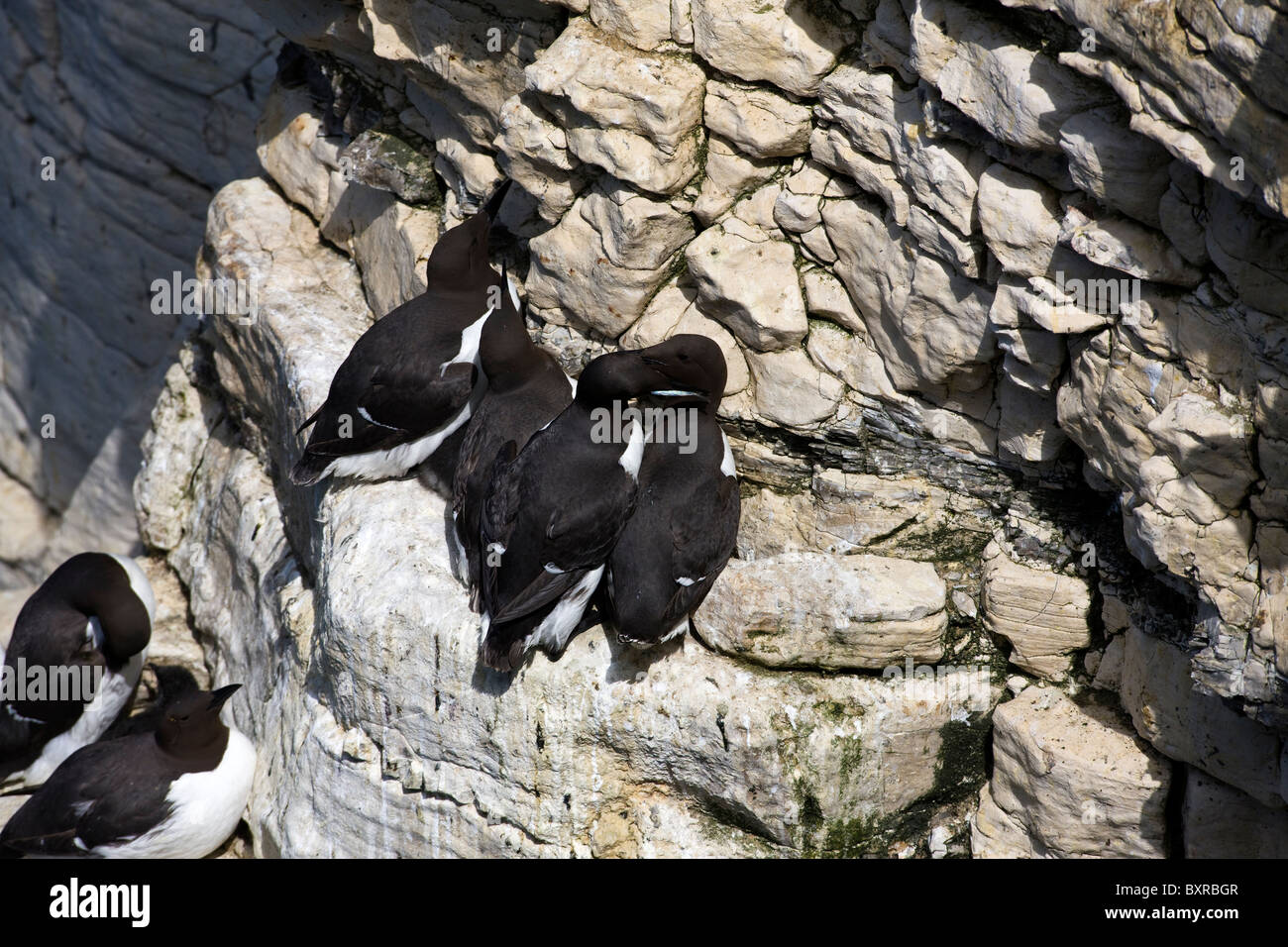 Guillemots nesting on cliff edge at Bempton Stock Photo - Alamy
