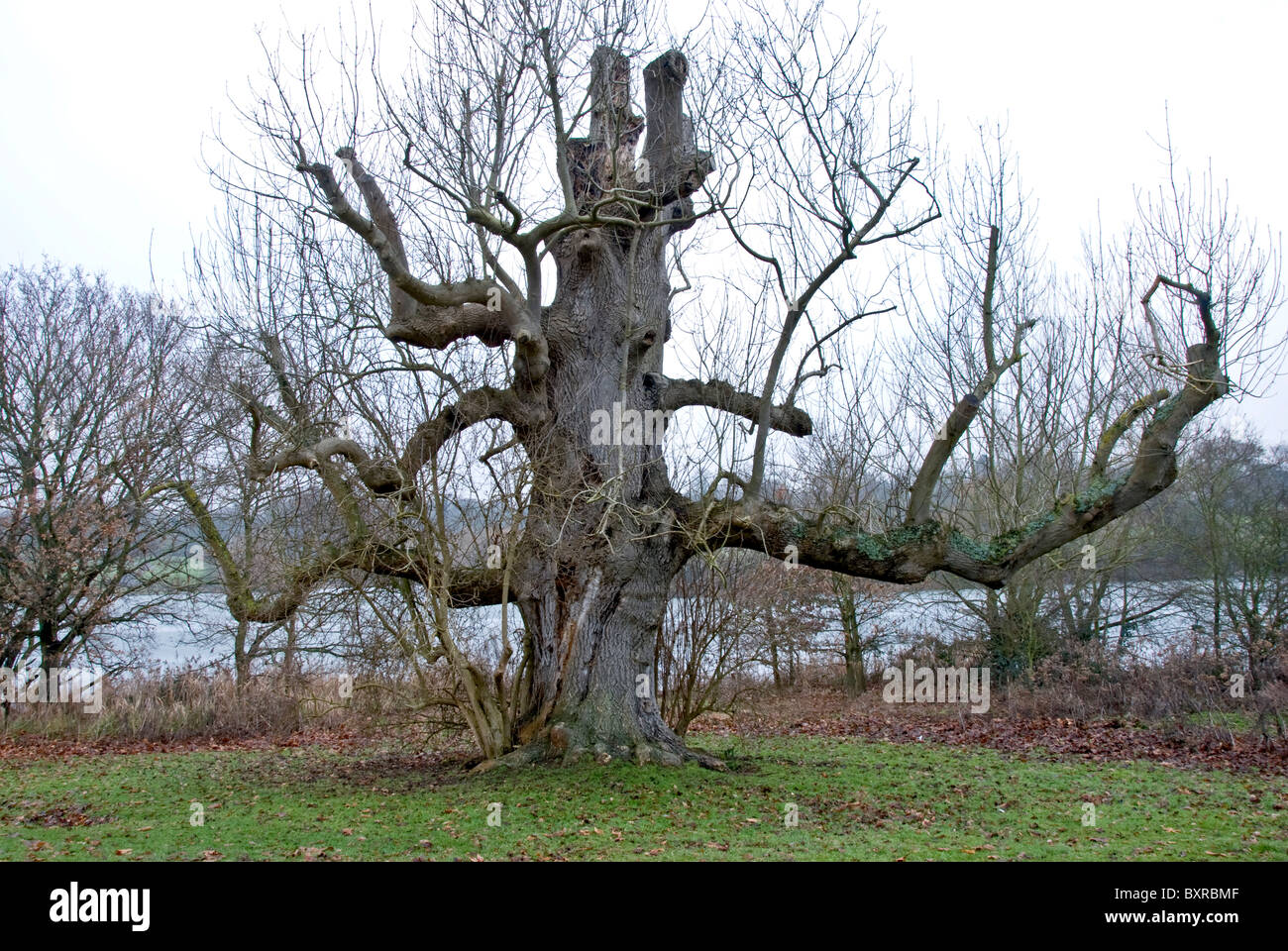 Old tree in winter Stock Photo - Alamy